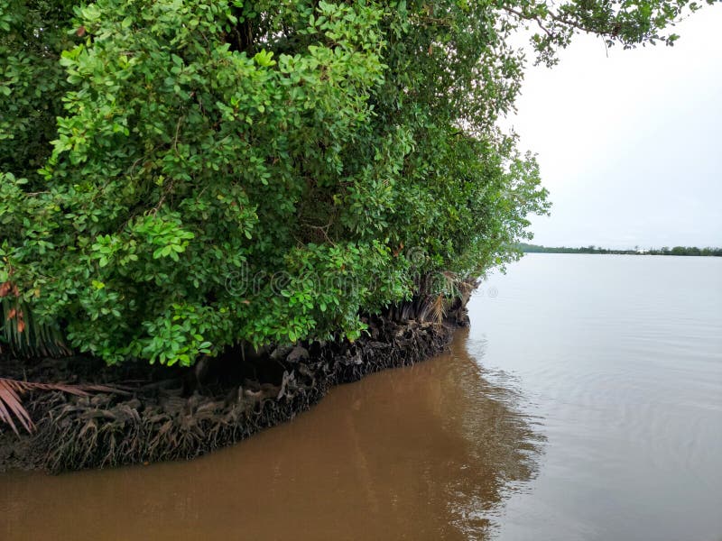 River side nature peace stock photo. Image of borneo - 222486324