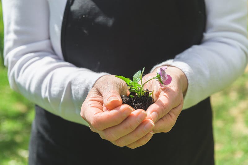 Nature As Bio Medicine, Earth Day in Your Hand Stock Image - Image of ...