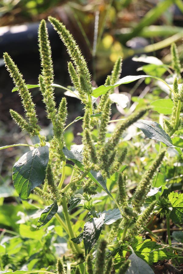 In Nature, As a Weed Grows Common Amaranthus Stock Image - Image of ...
