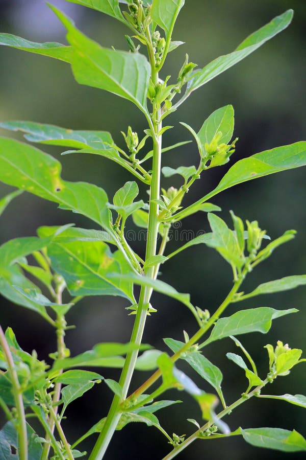 In Nature, As a Weed Grows Multi-seeded Goosefoot (Lipandra Polysperma ...