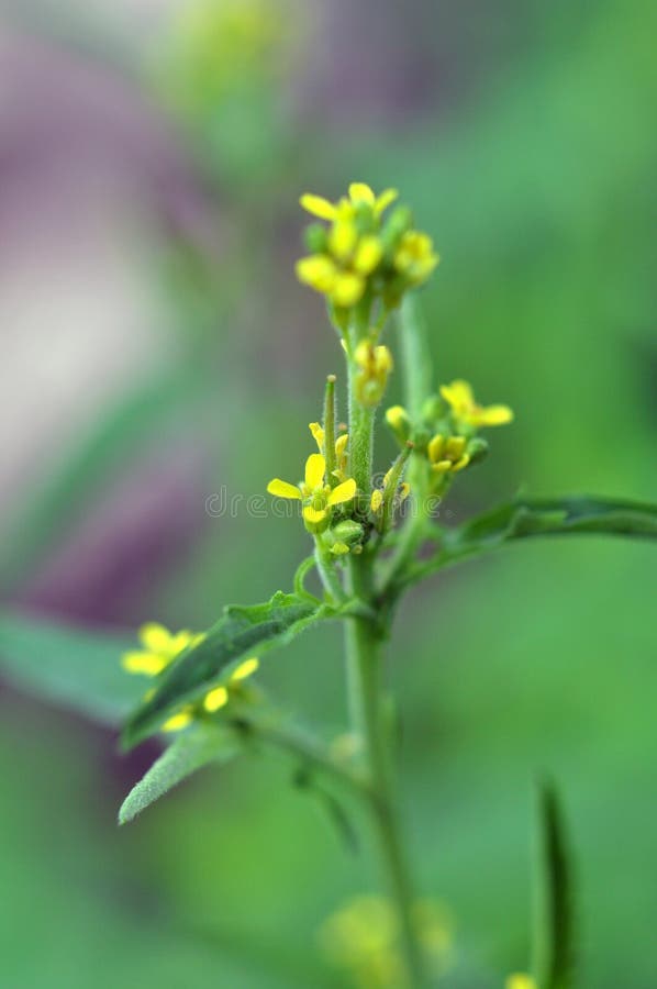 In Nature, As a Weed Grows Sisymbrium Officinale Stock Photo - Image of ...