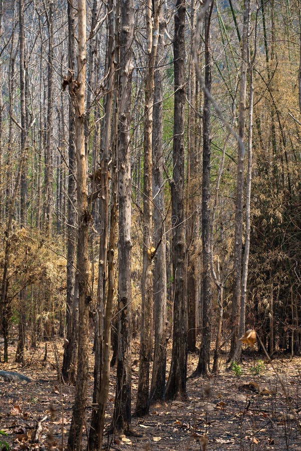 Nature ash stock photo. Image of damage, brush, environmental - 67818414