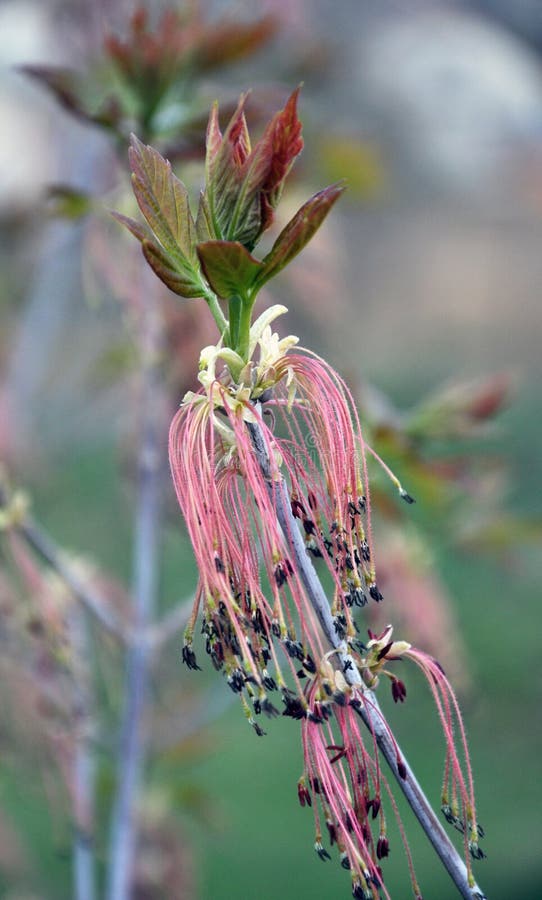 In Nature, the Ash Maple (Acer Negundo) Blooms Stock Image - Image of ...