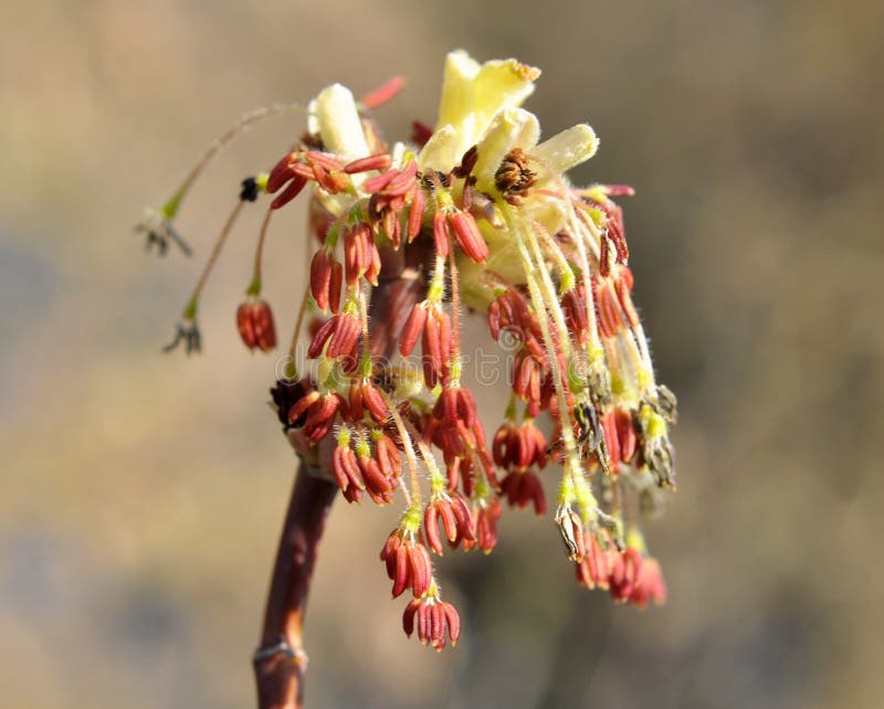 In Nature, the Ash Maple (Acer Negundo) Blooms Stock Image - Image of ...