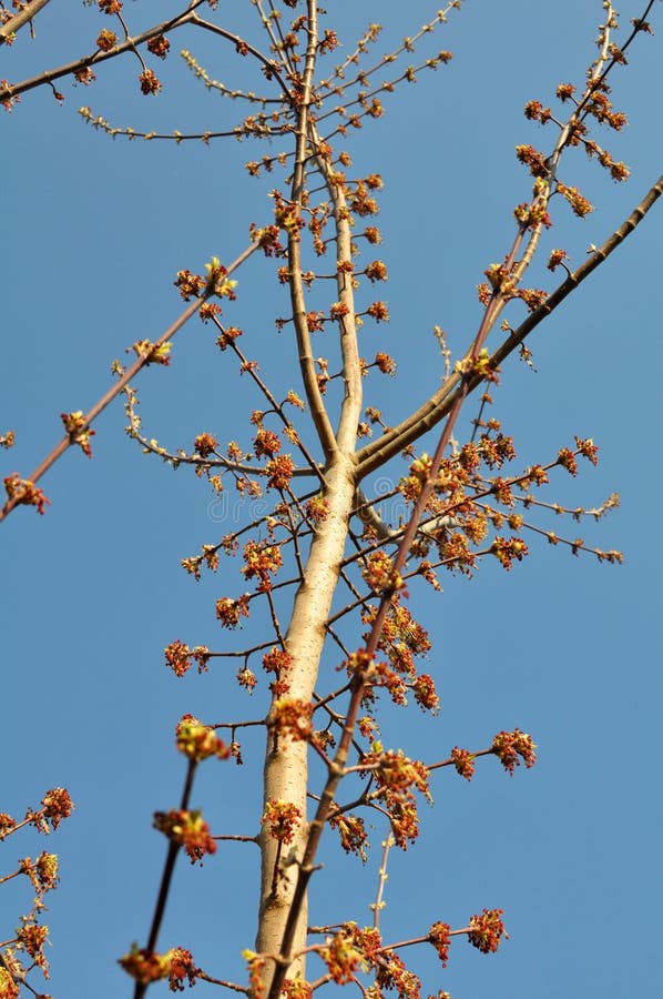 In Nature, the Ash Maple (Acer Negundo) Blooms Stock Photo - Image of ...