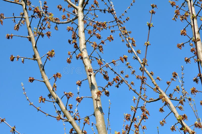 In Nature, the Ash Maple (Acer Negundo) Blooms Stock Image - Image of ...