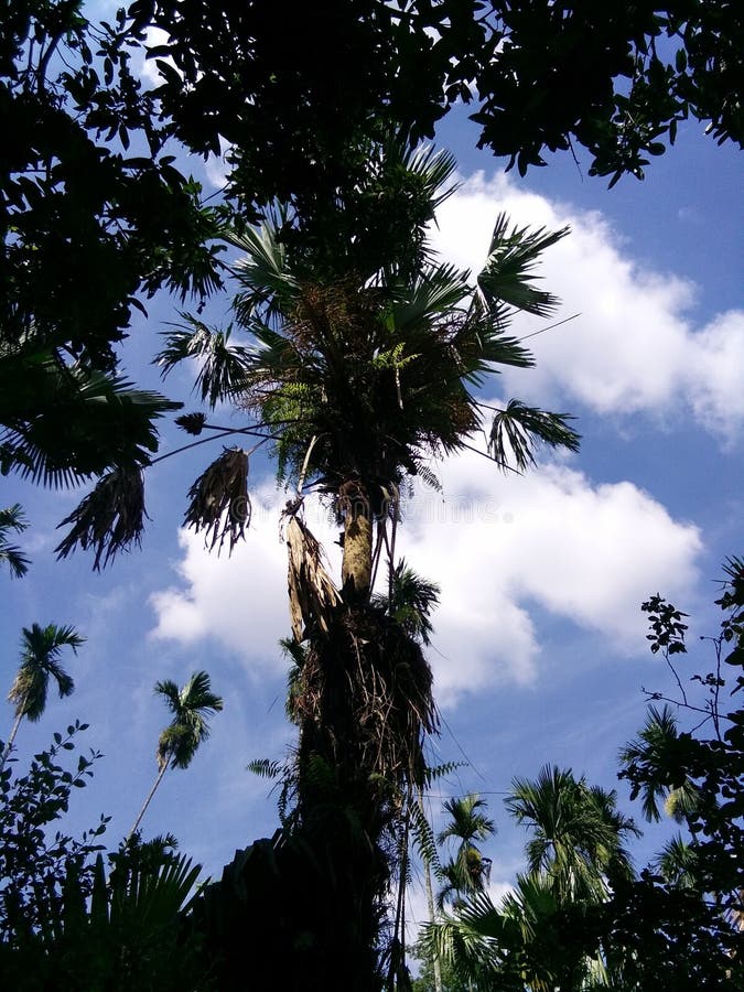 Nature of Assam stock image. Image of nature, india - 107352397