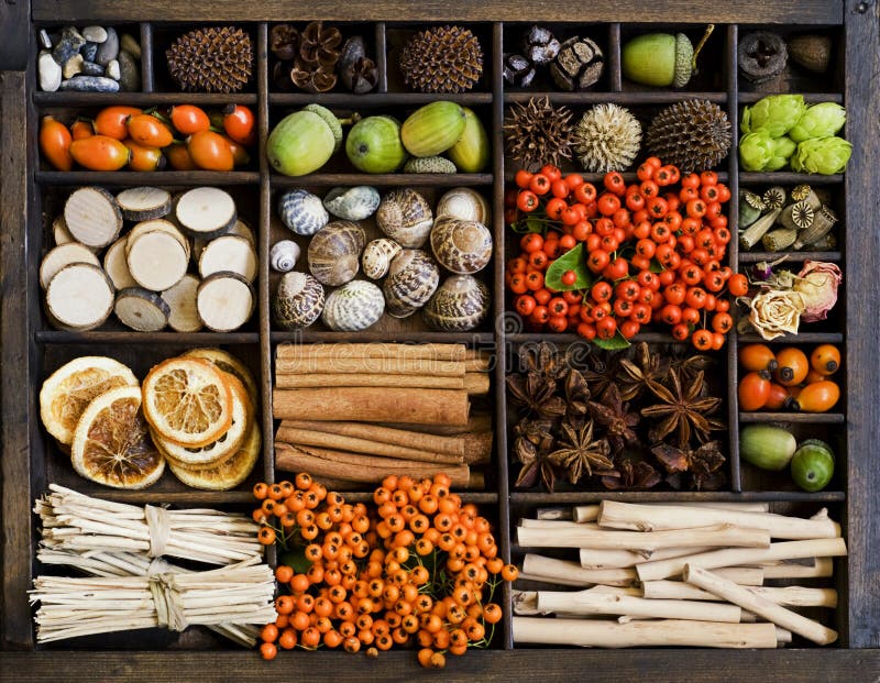 Nature Assortment stock image. Image of display, shell - 11174245