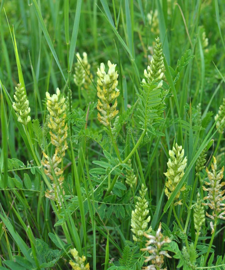 In Nature, Astragalus Cicer Grows among Herbs Stock Image - Image of ...