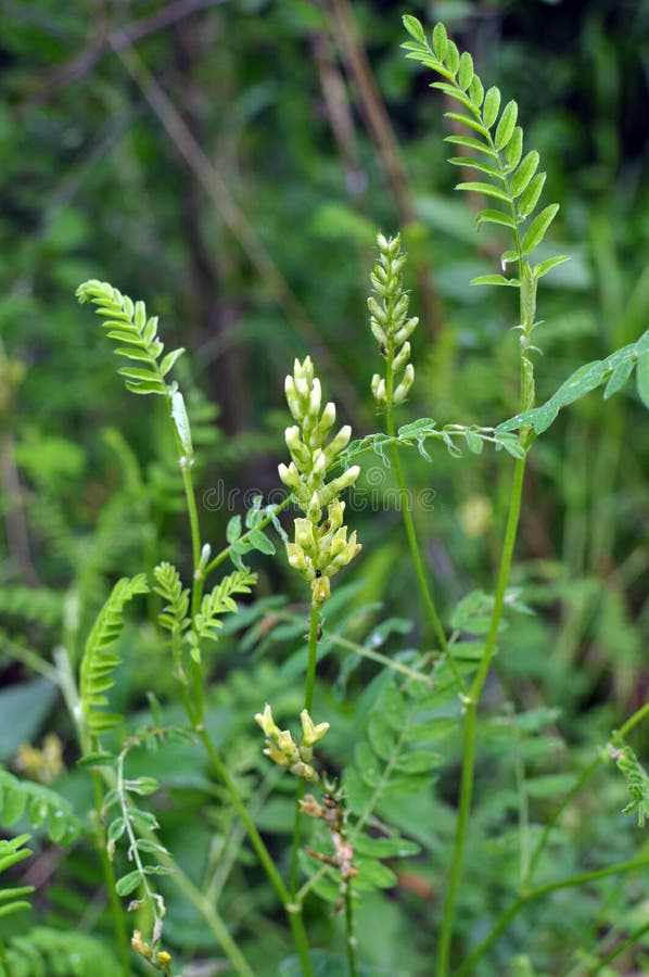 In Nature, Astragalus Cicer Grows among Herbs Stock Image - Image of ...