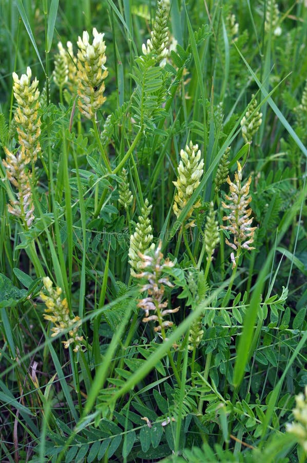 In Nature, Astragalus Cicer Grows among Herbs Stock Photo - Image of ...