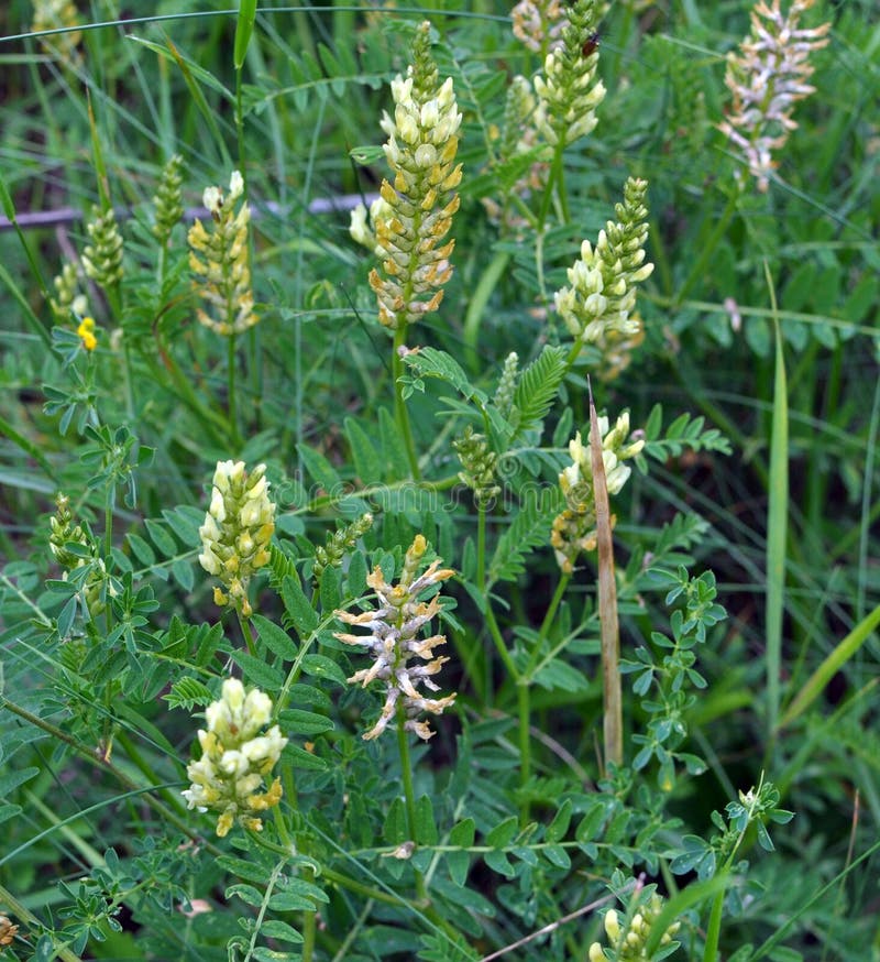 In Nature, Astragalus Cicer Grows among Herbs Stock Photo - Image of ...