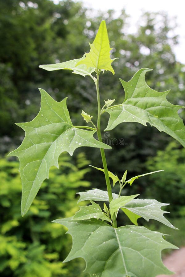 In Nature, Atriplex Sagittata (Atriplex Nitens) Grows As a Weed Stock Photo - Image of botanic ...
