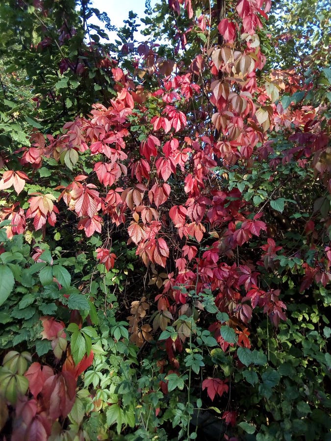 Nature, Autum, Red Flower, Forest, Stock Image - Image of nature, autum ...