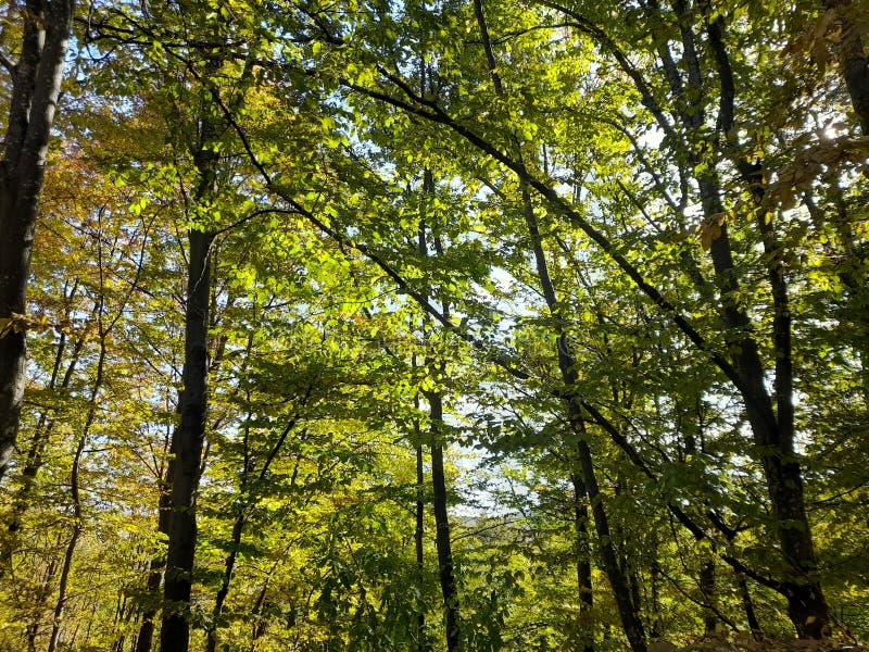 Sunny trees stock image. Image of promenade, daylight - 31426475