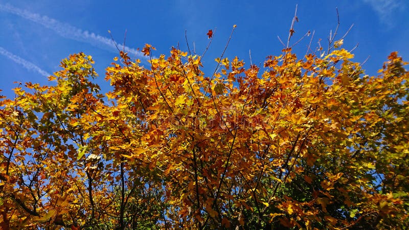Nature Autumn Gold Tree Colors Stock Photo - Image of autumn, nature ...