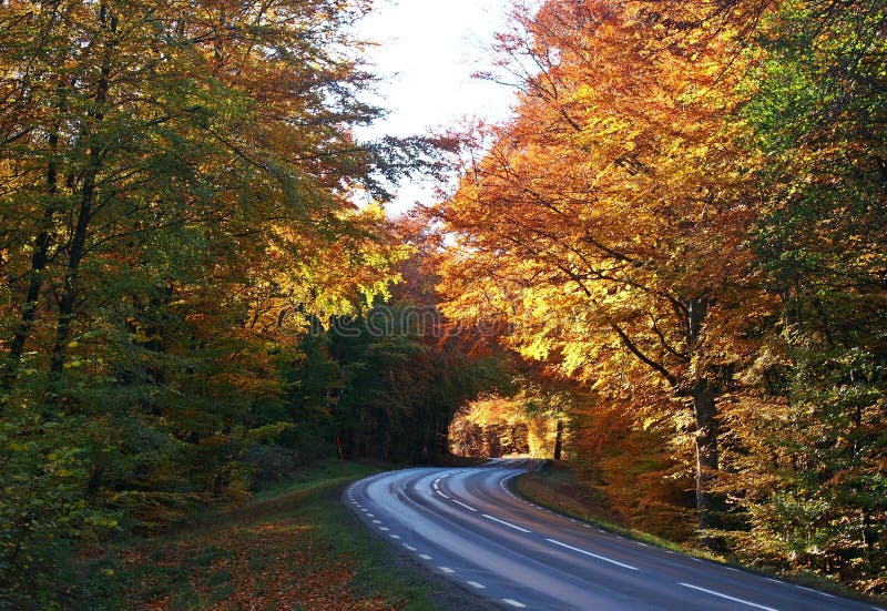 Nature, Autumn, Leaf, Road stock image. Image of plant - 125595763