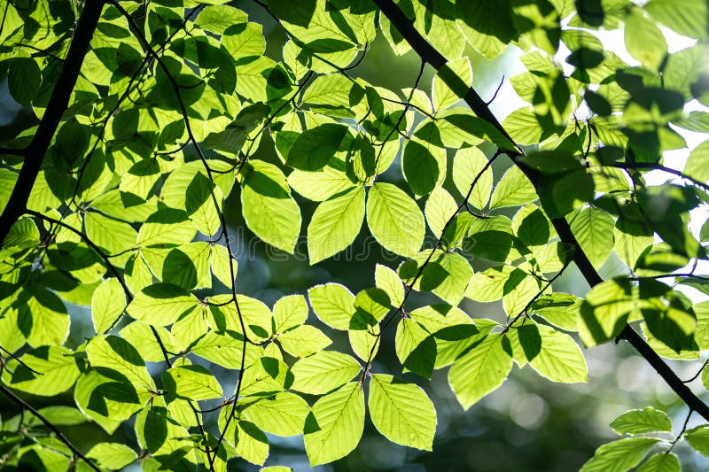 Nature Backdrop. Green Leaf Background. Green Background. Green Leaf in ...