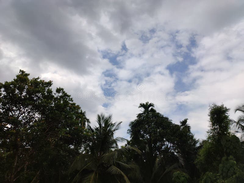 Nature Backdrop Green Trees and Cloudy Sky Stock Photo - Image of plant, trees: 261399744