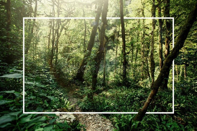 Nature Background, Abstract White Frame in the Forest with Copy Space ...