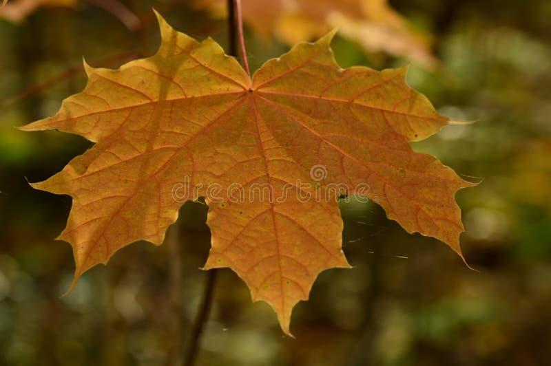 Nature Background Autumn Maple Leaf in the Web Stock Photo - Image of ...