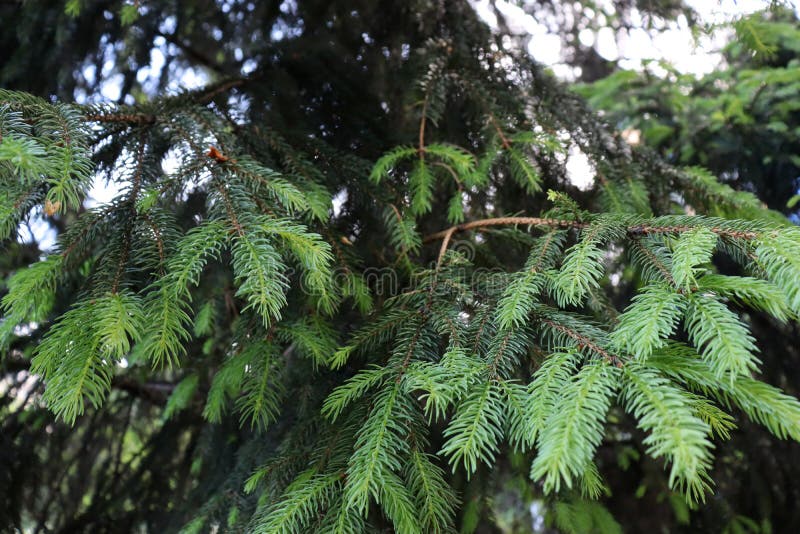 Beautiful Pine Tree in Forest Stock Photo - Image of green, trees ...