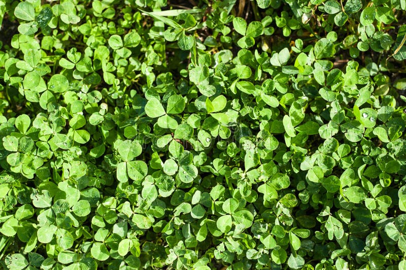 Clover Backgorund Close View Stock Photo - Image of monochromatic ...