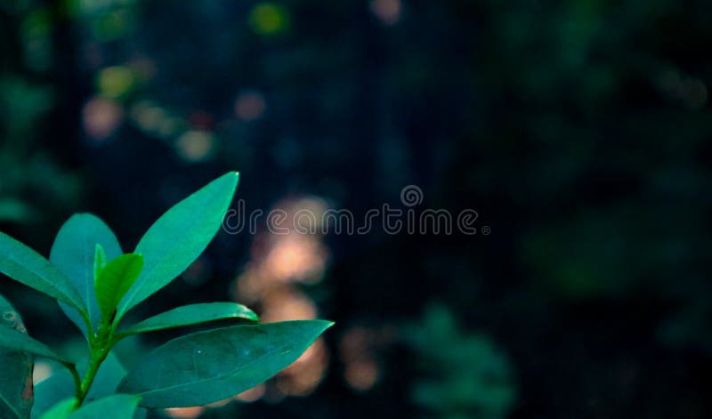 Nature Background for Desktop or Digital Items Stock Photo - Image of ...