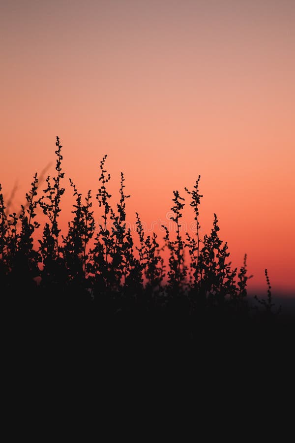 Nature Background for Desktop or Digital Items Stock Photo - Image of ...