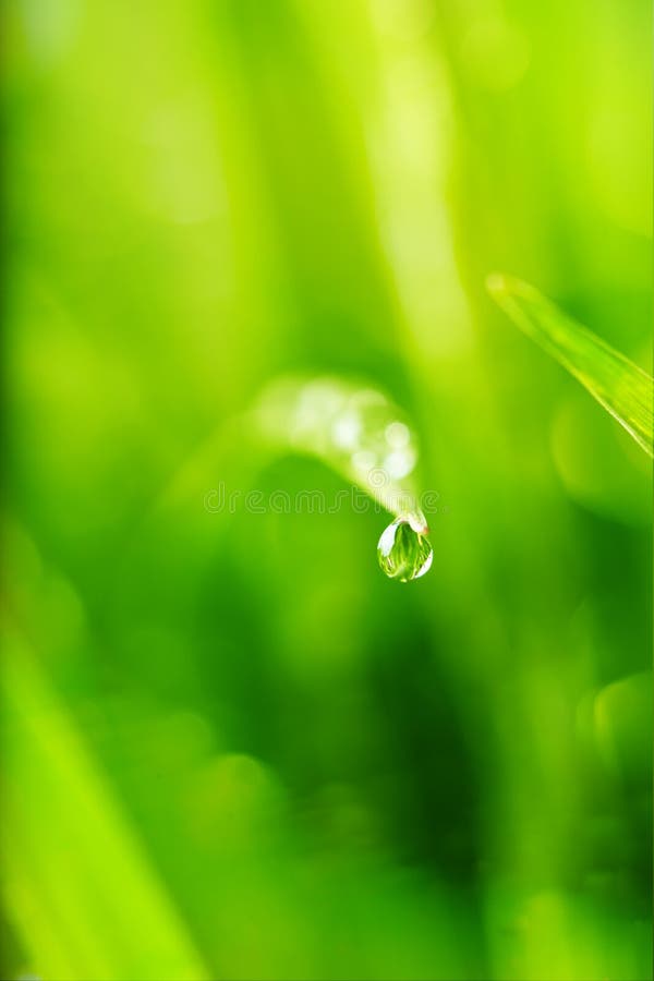 Nature Background, with Drop Stock Photo - Image of grass, green: 72133008