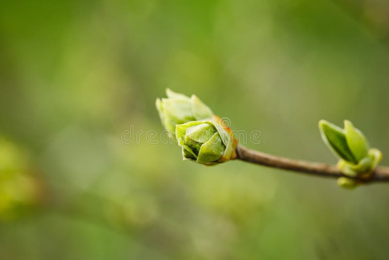 Nature background stock photo. Image of abstract, landscape - 56471448