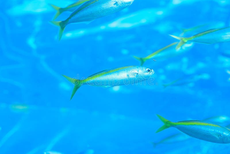 Fish Swimming in Deep Blue Sea Waters Stock Image - Image of natural ...