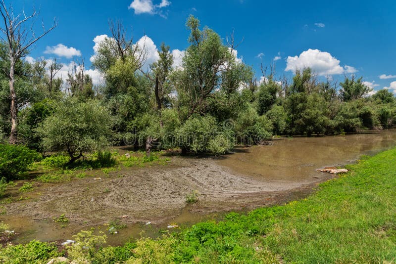 Nature Background of Flooding with Trees in Water. Natural Disaster ...