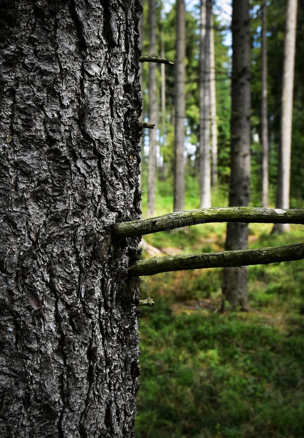 Forest behind the tree stock image. Image of hide, outside - 110616741
