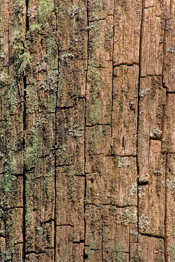 Cracked Tree Bark with Lichen Stock Image - Image of backdrop, growth ...