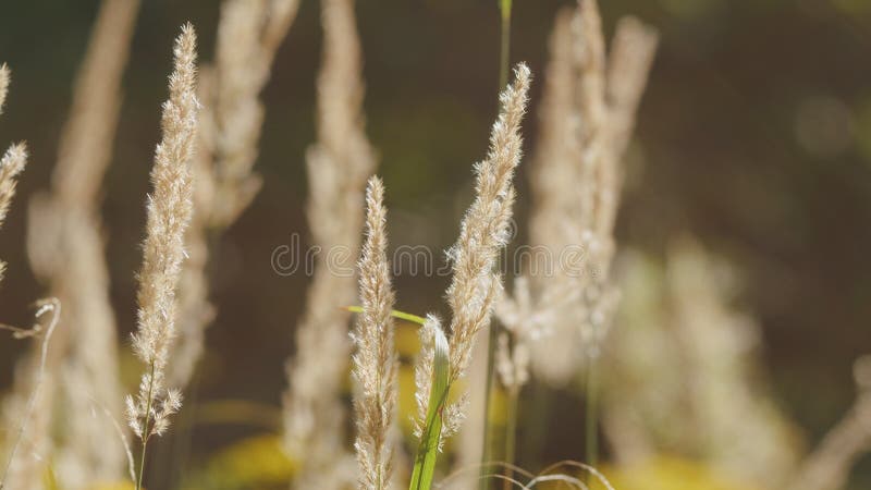 Nature Background. Golden Reed Grass in Fall in Sun. Fall Background ...