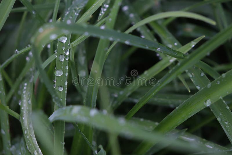 103 Green Grass 77 Stock Photos - Free & Royalty-Free Stock Photos from ...