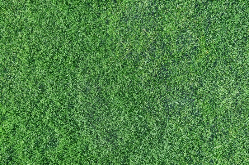 Green grass turf texture stock photo. Image of texture - 158169842