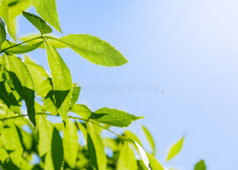Nature Background with Green Leaves Stock Photo - Image of growth ...
