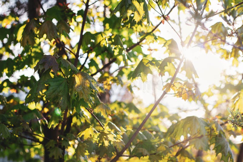 Nature Background. Green Maple Leaves Stock Photo - Image of freshness ...