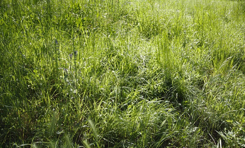 Nature Background, Green Meadow Stock Image - Image of spring, season ...