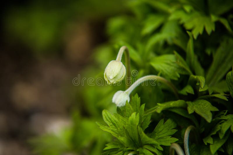 Nature Background Green Plants in the Spring Stock Image - Image of ...