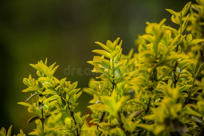 Nature Background Green Plants in the Spring Stock Photo - Image of ...