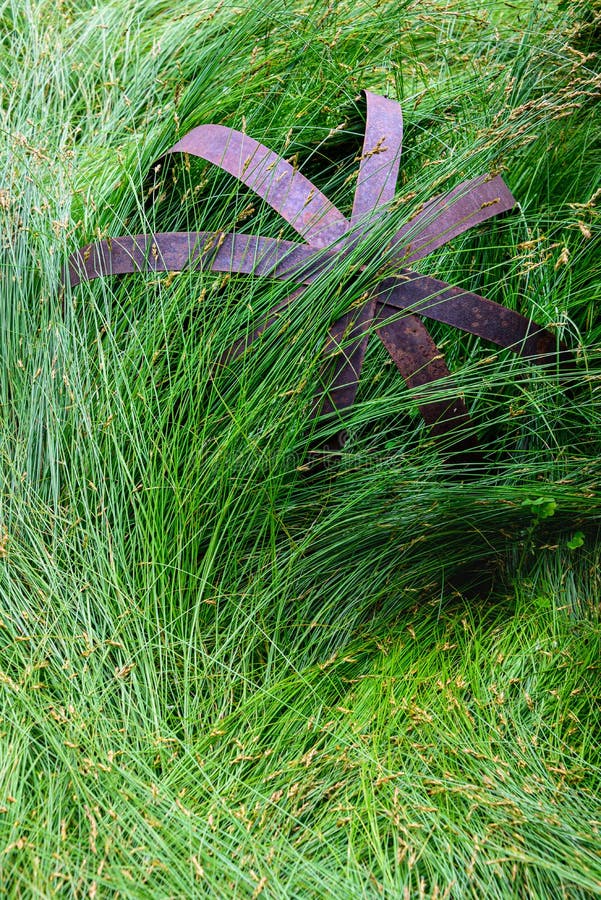 Nature Background of Green Sedge Grasses in Pattern and Texture on an ...