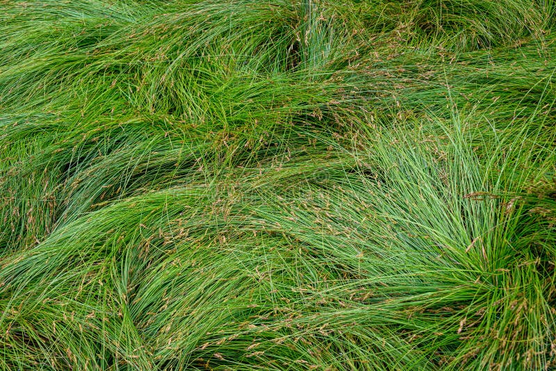 Nature Background of Green Sedge Grasses in Pattern and Texture Stock ...