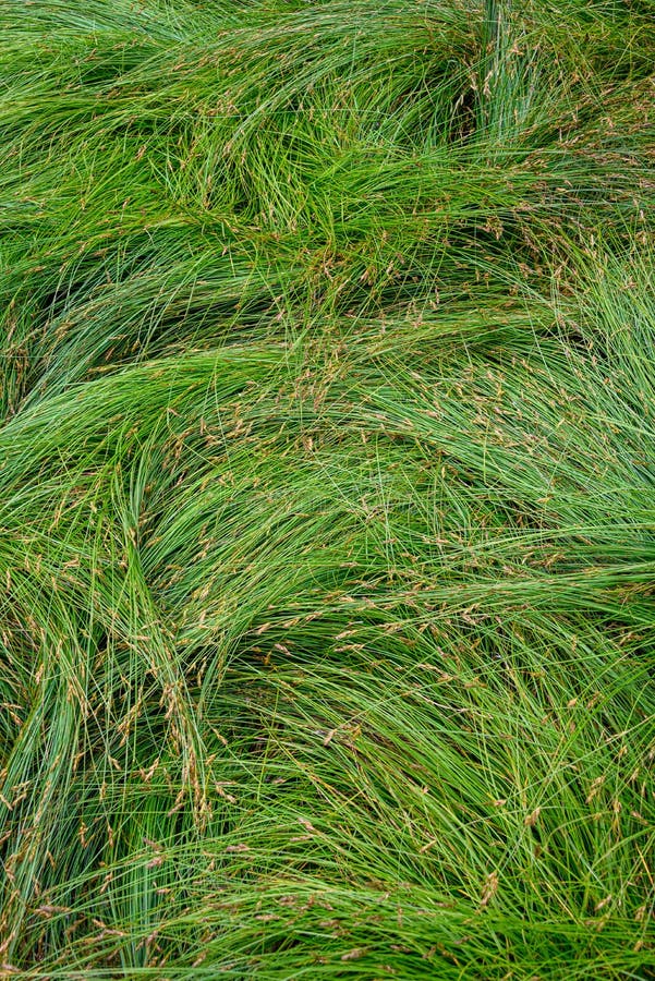 117 Carex Grasses Stock Photos - Free & Royalty-Free Stock Photos from ...