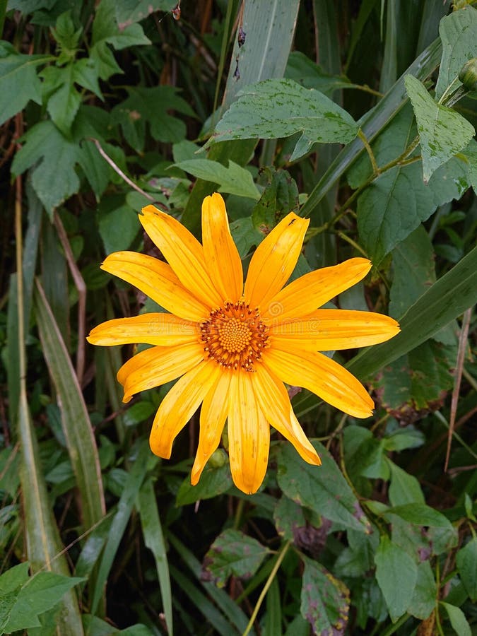 Evening relax stock photo. Image of nature, garden, evening - 103149208