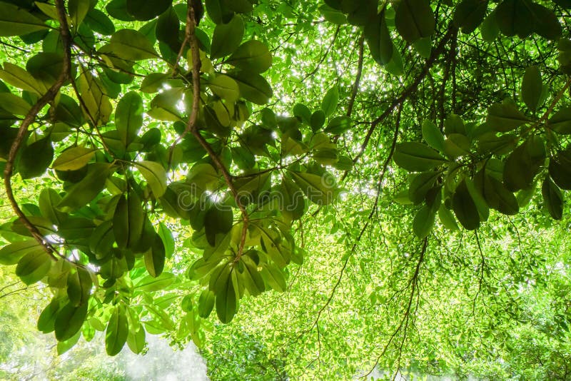 Light Green Tree Leaves on Tree Branches in Forest Stock Photo - Image ...