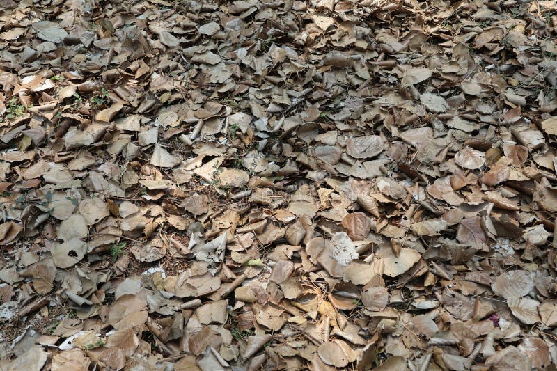 Nature Background, Lots of Brown Dry Leaves on the Ground. Stock Image ...