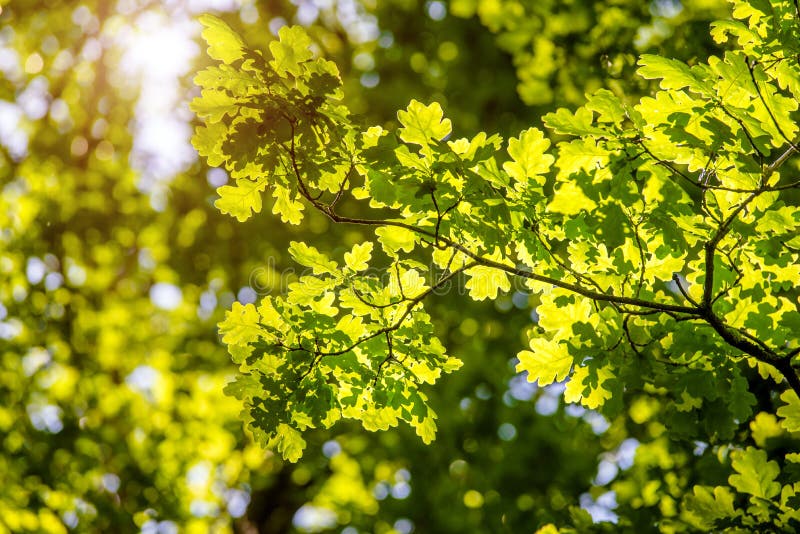 Nature Background with Oak Leaves Stock Image - Image of sunshine ...